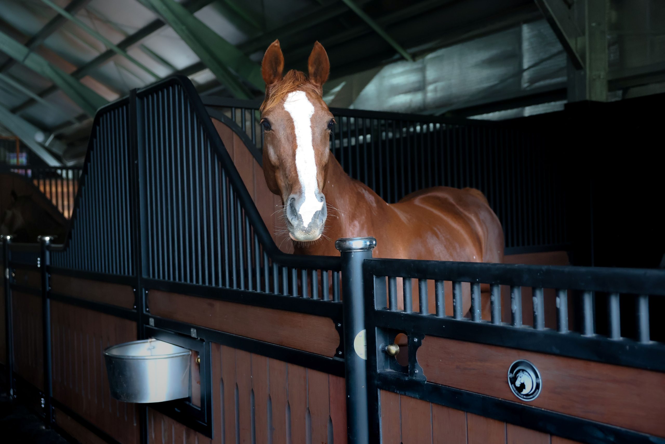 External Equine Stable Doors & Windows Australia | Elite Equine – Elite ...